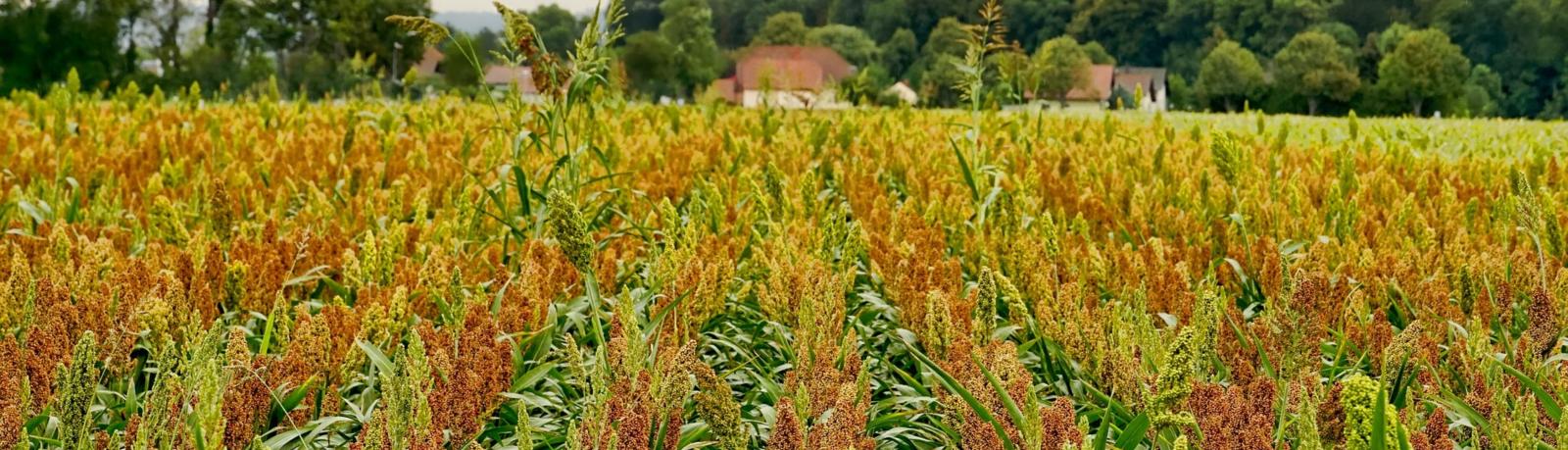 La seconde naissance du sorgho | Les céréales